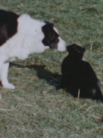 Free collections on BFI Player