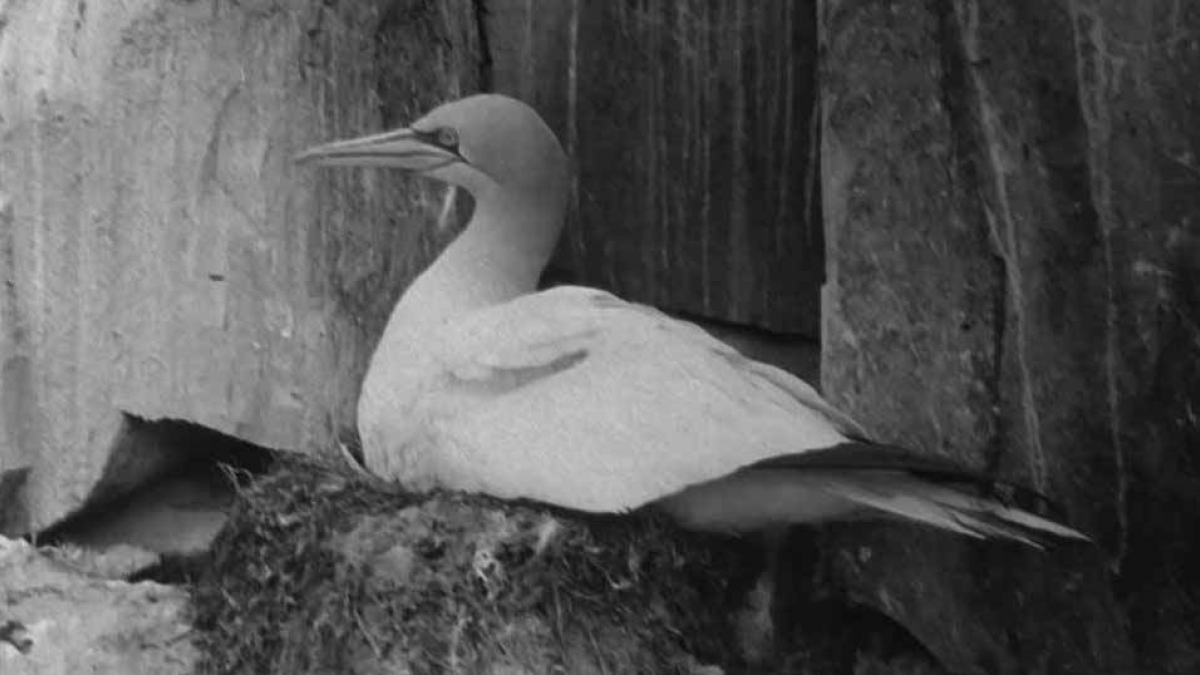 Watch The Gannet Online Bfi Player