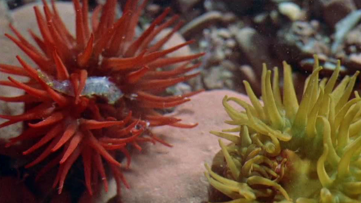 Watch Between the Tides online - BFI Player