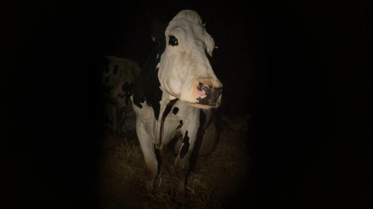 Watch Cow online - BFI Player