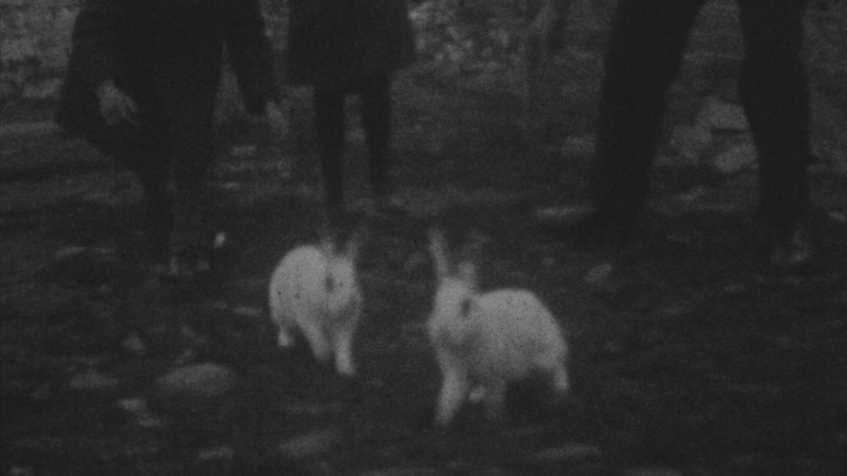 Watch Two White Rabbits online - BFI Player