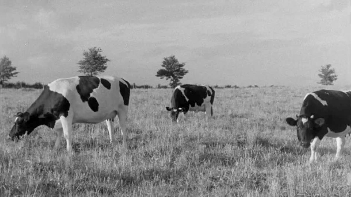 Watch Money from Milk online - BFI Player