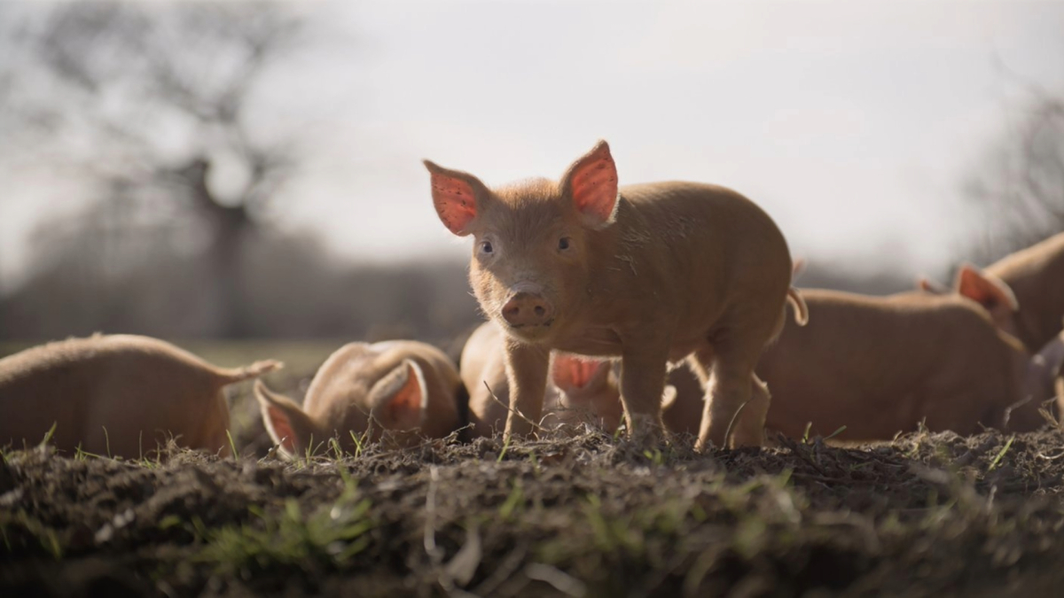 Rentals on BFI Player