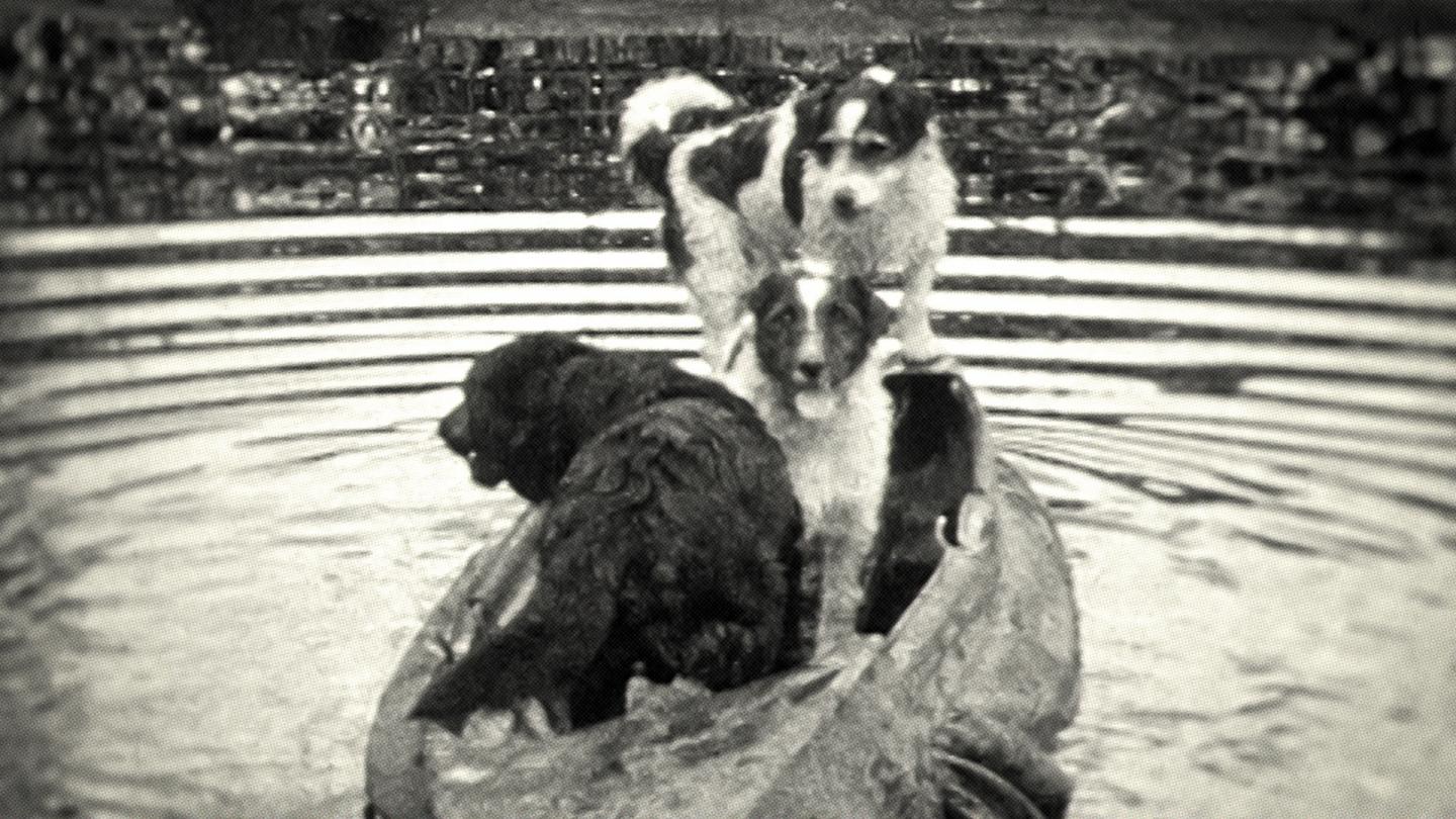 Watch Three Dogs in a Boat online - BFI Player