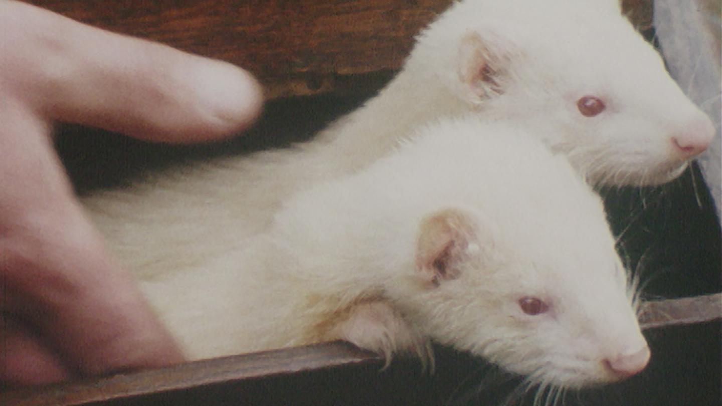 Watch Charity Ferret Walk online - BFI Player