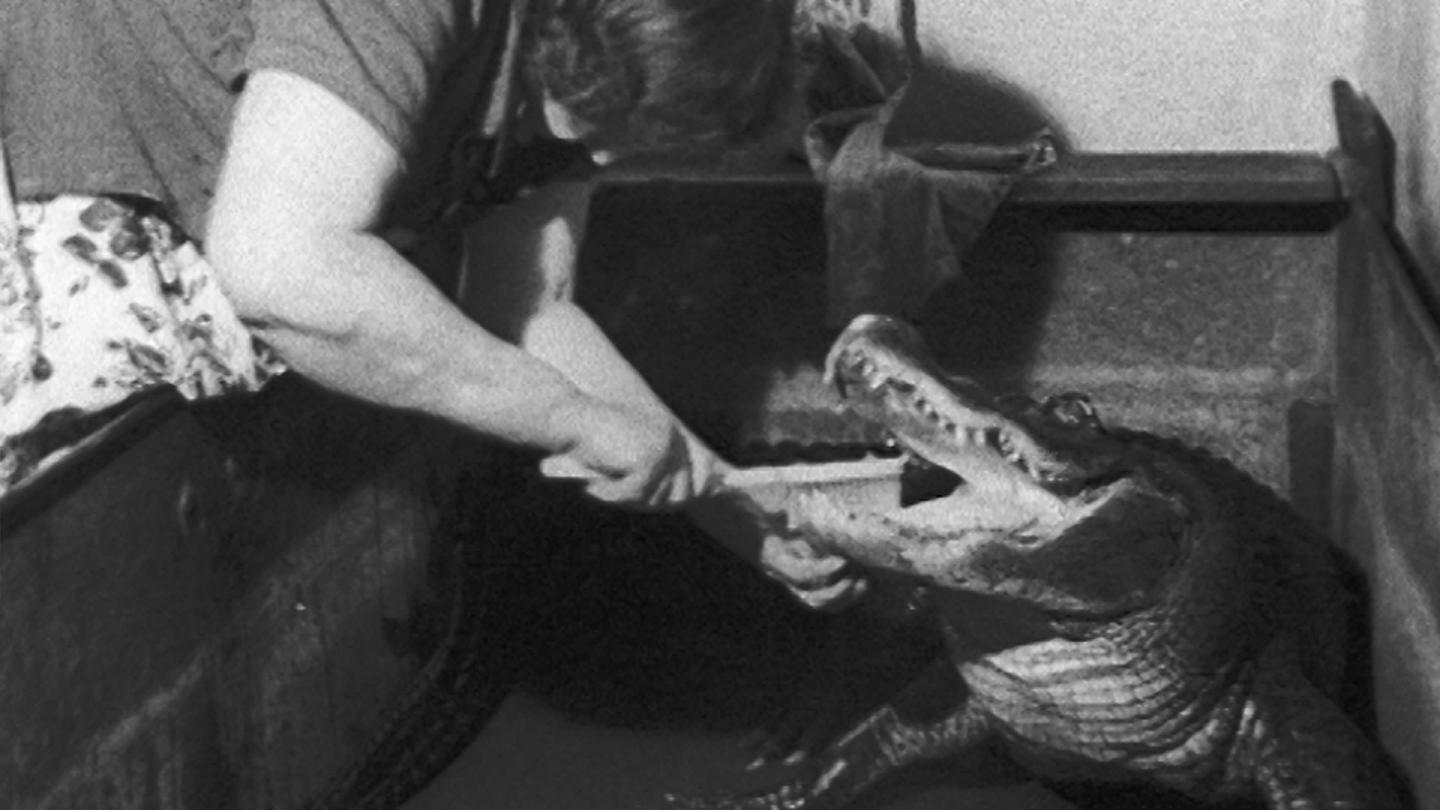 Animals on Film
