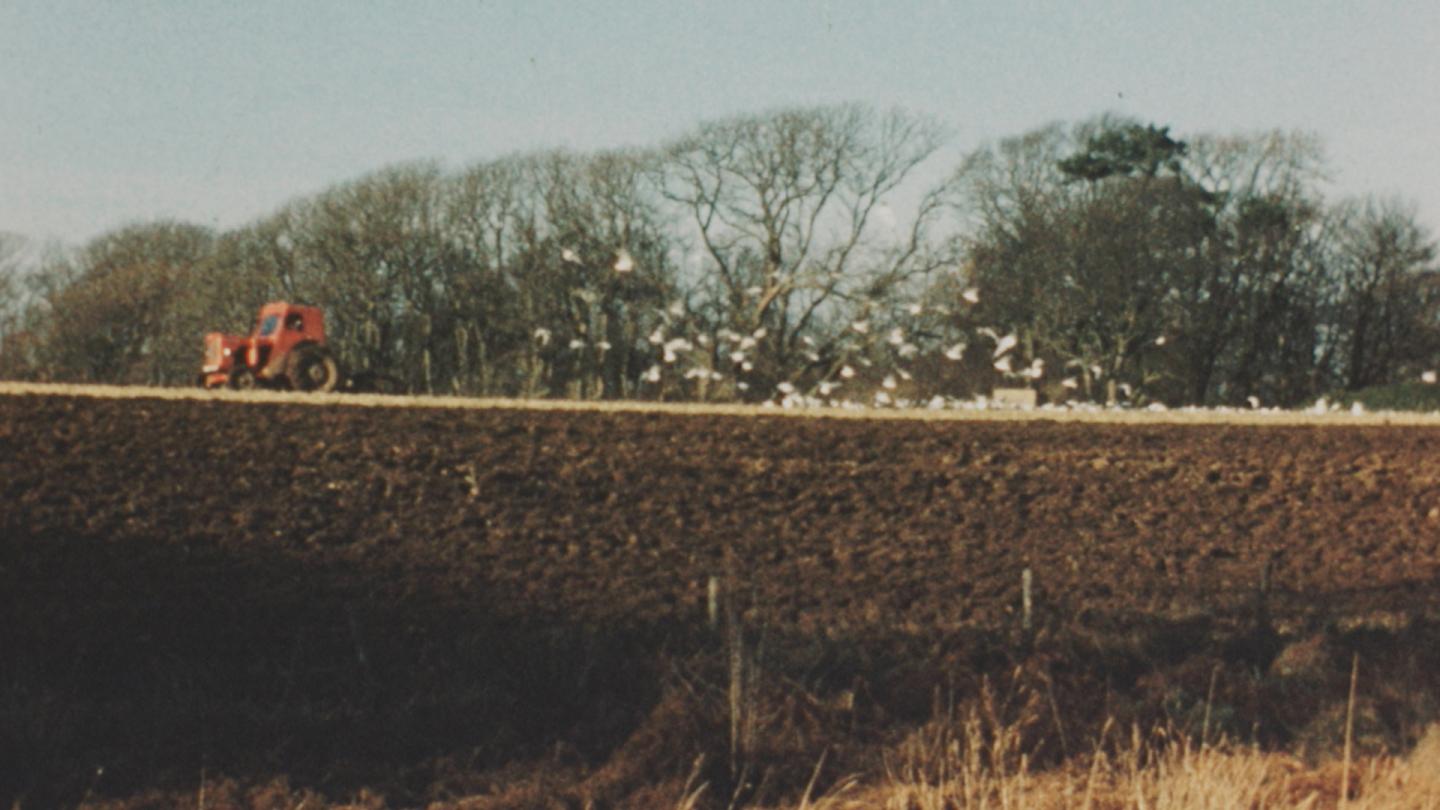 Watch Malltraeth and Menai Bridge Horse Fair online - BFI Player