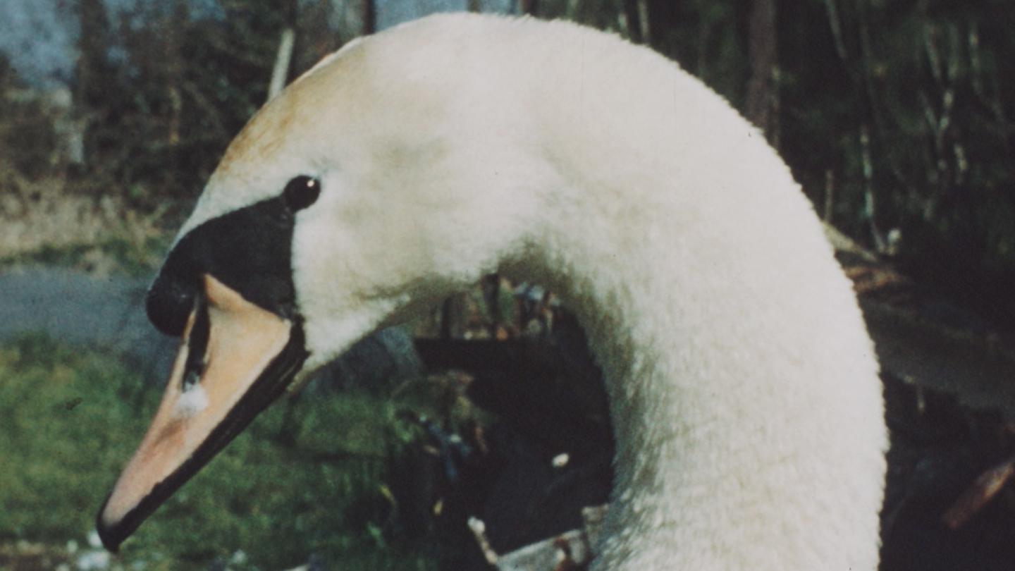 Watch Malltraeth and Menai Bridge Horse Fair online - BFI Player