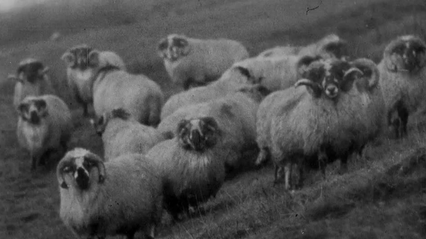 Watch Hill Sheep Farm online - BFI Player
