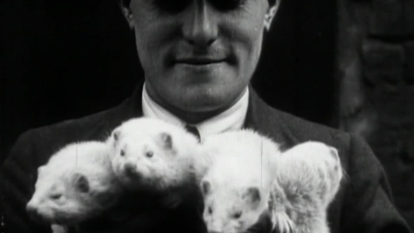 Watch The Rat Menace online - BFI Player