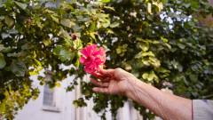 Watch Phyllosan Ad - Tennis online - BFI Player