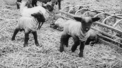 Watch Gumber Farm online - BFI Player