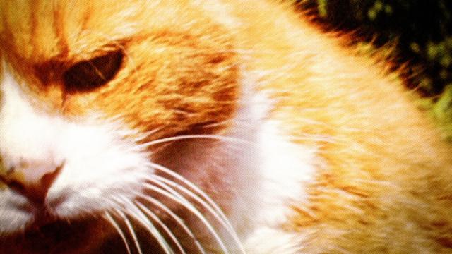 Free films on BFI Player