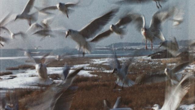 Watch Malltraeth: birds observed online - BFI Player
