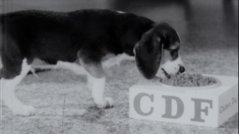 Watch CDF - Dog Food Advertisement online - BFI Player