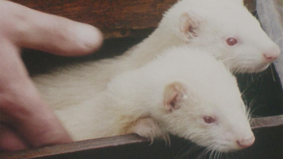 Watch Charity Ferret Walk online - BFI Player