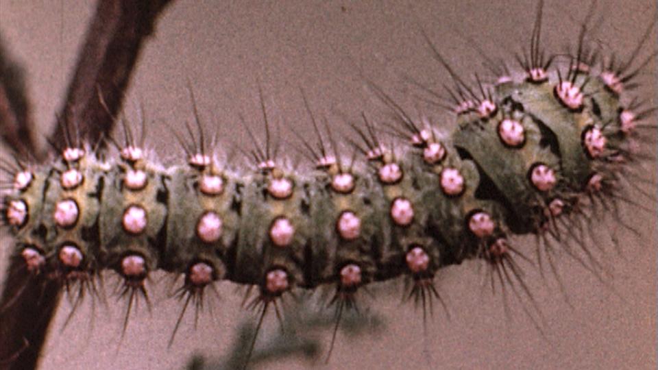 Watch Vote for Froglet online - BFI Player