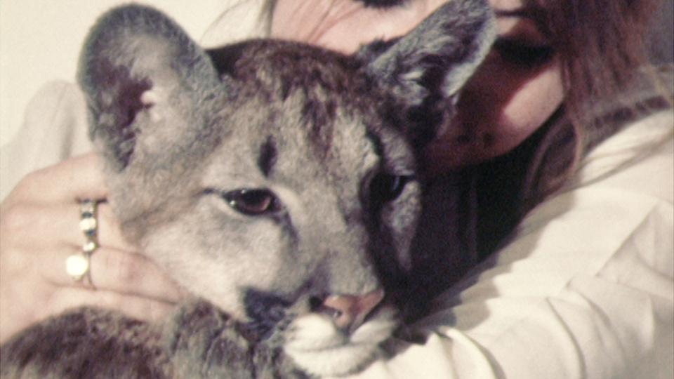 Watch Butcher's guardpuma online - BFI Player